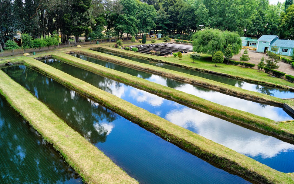 The Importance of Sustainable Practices in Fish Farming - Akron Ohio Moms