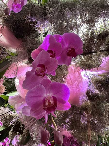 Find Warmth and Beauty at Orchids: Love in Bloom - Akron Ohio Moms