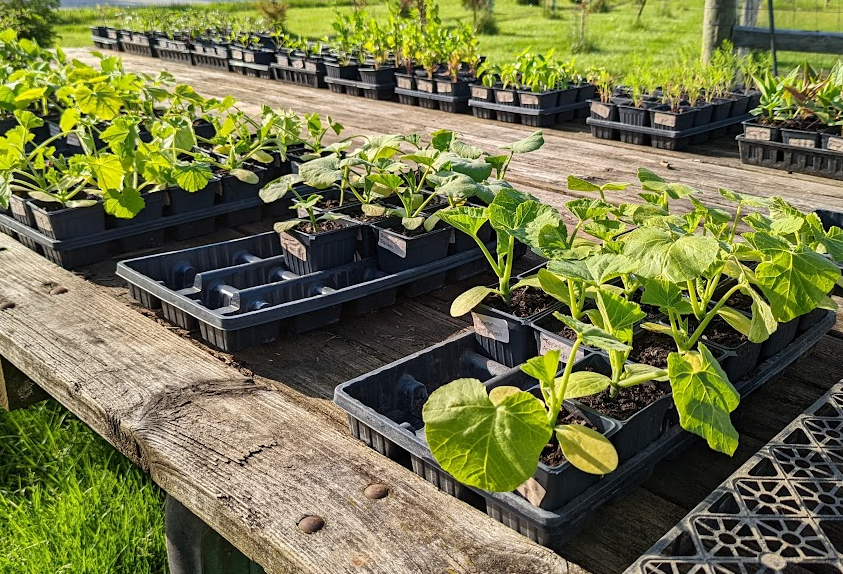What Are the Benefits of Foodscaping in Your Backyard? - Akron Ohio Moms