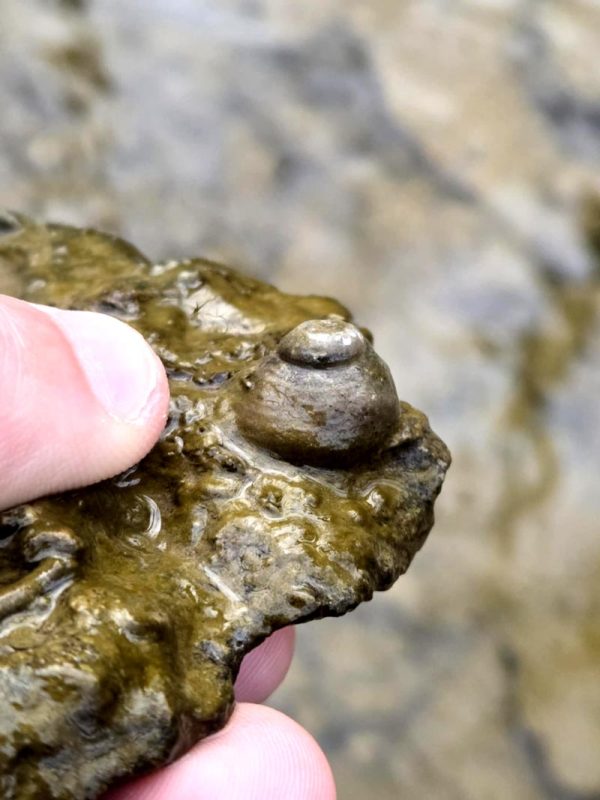 Fossil Hunting Parks in Ohio - Akron Ohio Moms