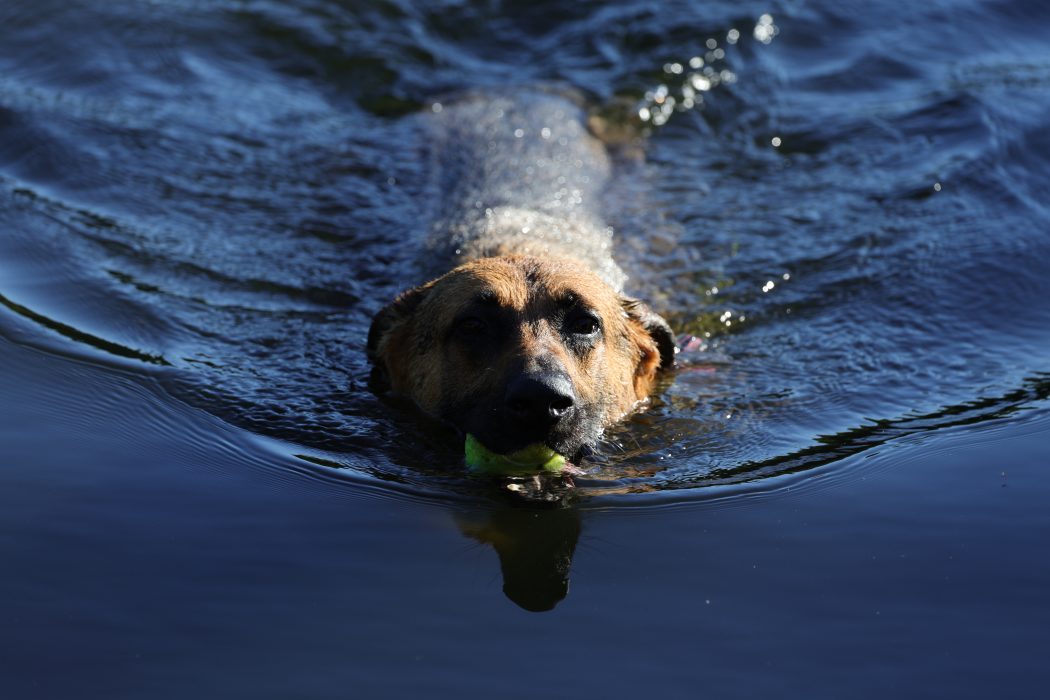 July in Summit Metro Parks: Concerts, Dog-Swim Days, Touch-a-Truck ...