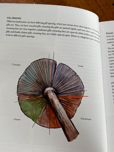 Go Forth and Forage: A Must-Have Guide for Mushroom Hunters - Akron ...