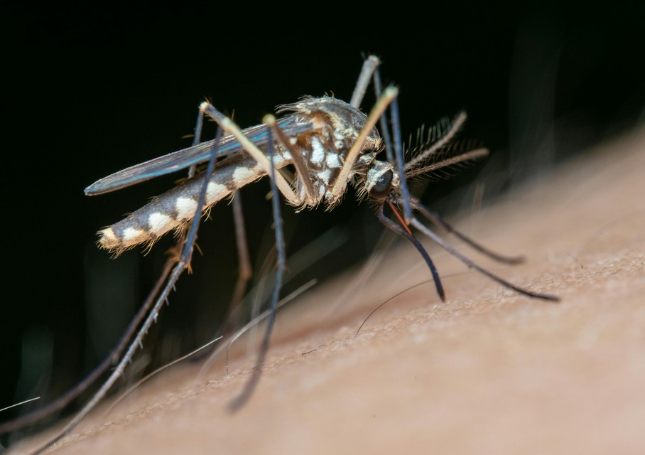 Bite-Free Living: Effective Mosquito Solutions for Every Home - Akron ...